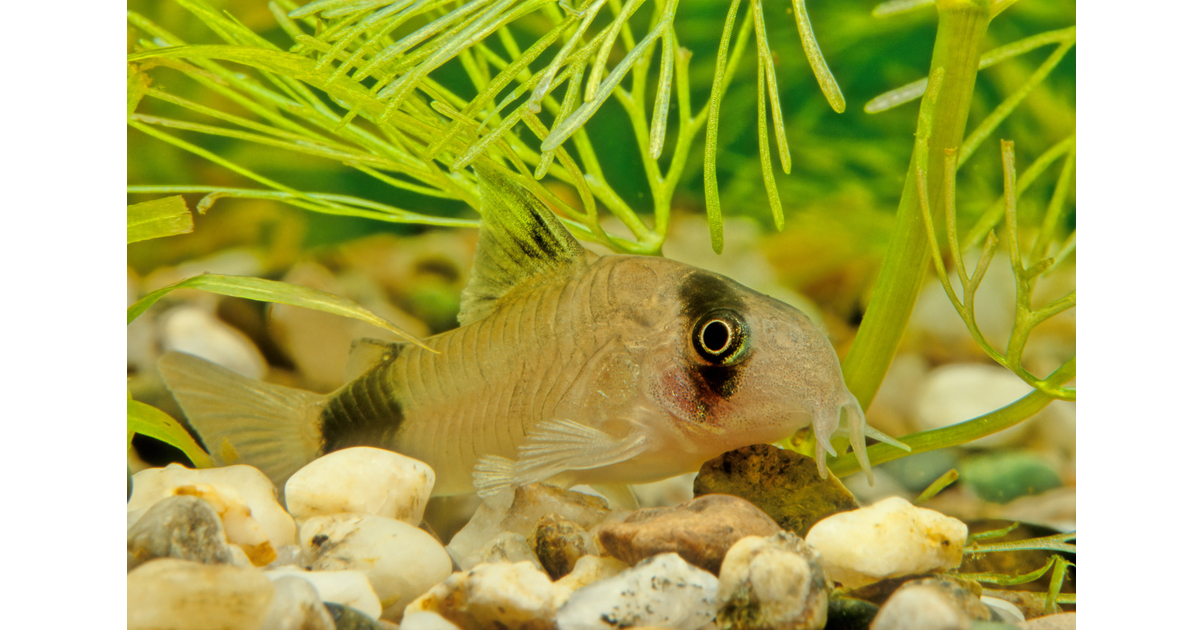 Corydoras : tout savoir sur ce poisson de fond en aquarium - Guide complet - Fiches conseils ...
